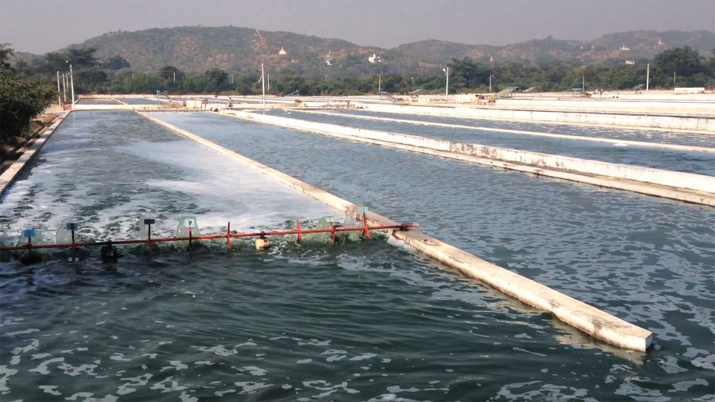 Myanmar Spirulina | Spirulina Source